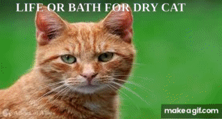 LIFE OR BATH FOR DRY CAT on Make a GIF