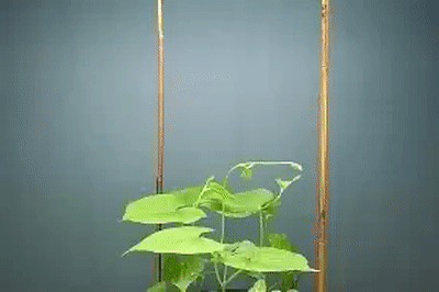 Twining motion of vines on Make a GIF