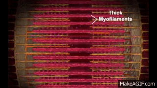 Mecanismo de la contracción muscular on Make a GIF