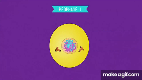 prophase1 on Make a GIF