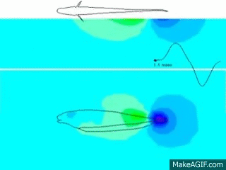 Electric field of a weakly electric fish on Make a GIF