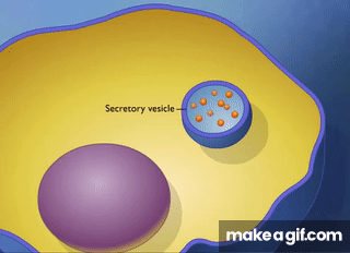 Endocytosis and Exocytosis HD Animation on Make a GIF