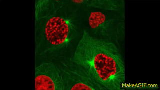 Observing Mitosis in Epithelial Cells on Make a GIF