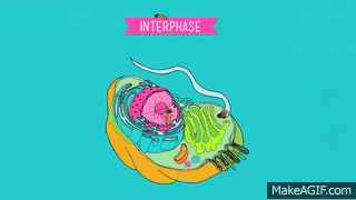 Mitosis: Splitting Up is Complicated - Crash Course Biology #12 on Make ...