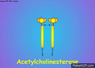 8. Organophosphate Insecticide Action on Make a GIF