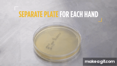 Gloved Fingertip Sampling Using Agar Plates on Make a GIF