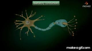 Saltatory conduction - Conduction through Myelinated nerve fiber ...