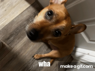 wha da dogs doin on Make a GIF