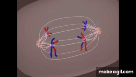Mitosis Made Super Easy Animation Youtube MITOSIS MADE SUPER EASY