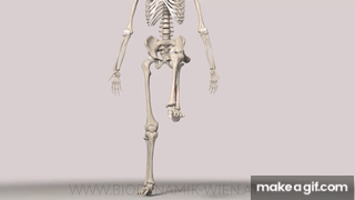 Flexor Hallucis Longus Function: Big Toe Flex (3D Animation) on Make a GIF