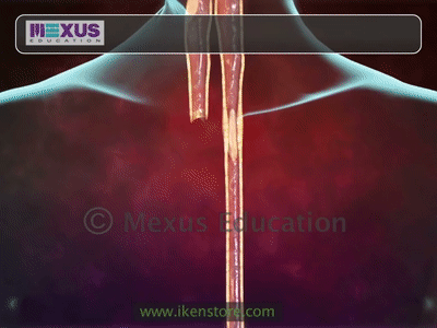 Learn About Digestive System | Human Digestive System Animation- Part 1 ...