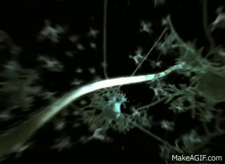 Nerve impulse Animation on Make a GIF