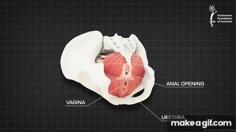Female pelvic floor muscle - 3D animation on Make a GIF