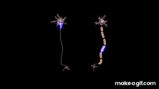 Impulso nervioso - Potencial de acción on Make a GIF