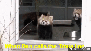 Red Panda Scared & Surprised! on Make a GIF