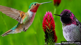 Colorful hummingbird dancing, humming, feeding, flying, singing and ...