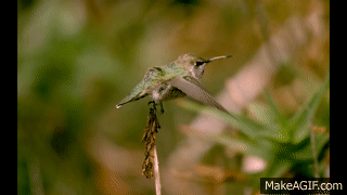 Bird Singing Gif Bird – Page 58 – Live & Learn