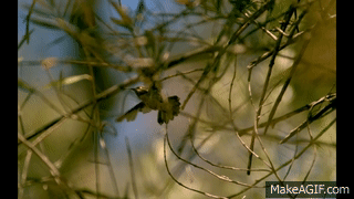 Colorful hummingbird dancing, humming, feeding, flying, singing and ...