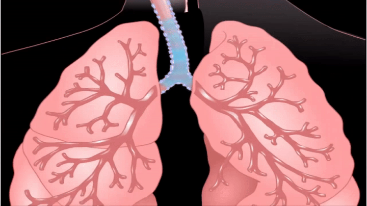 SISTEMA RESPIRATORIO (Intercambio Gaseoso) on Make a GIF