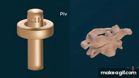 Tipos de huesos y articulaciones on Make a GIF