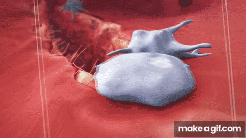 Platelet Activation and Factors for Clot Formation on Make a GIF