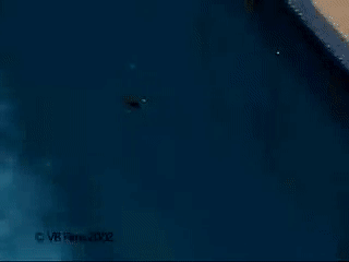 Nematomorpha on Make a GIF