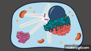 Introduction to Cells: The Grand Cell Tour on Make a GIF