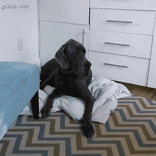 Dog GIF on Make a GIF