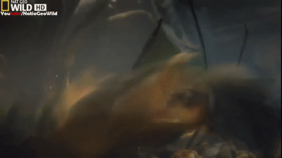 National geographic - Amazon Forest - BBC wildlife animal documentary ...