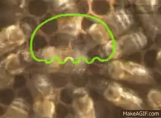 Bee Dance (Waggle Dance) on Make a GIF