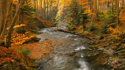 4K Autumn Forest - Relaxing Nature Video & River Sounds - NO MUSIC - 1 ...