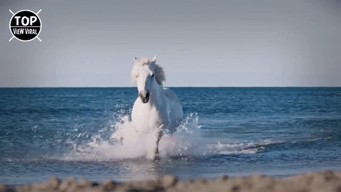 7 Caballos Con Colores Más Extraños Del Mundo on Make a GIF