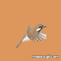 chimbay on Make a GIF