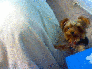 My Yorkie Baby on Make a GIF
