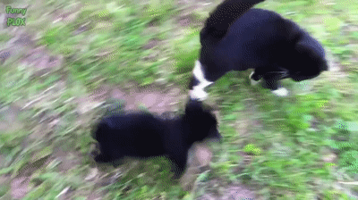 Cats Meeting Puppies for the First Time Compilation 2015 on Make a GIF