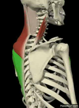 ESCÁPULA-ELEVAÇÃO E DEPRESSÃO- VISTA POSTERIOR (MÚSCULO LEVANTADOR DA ...