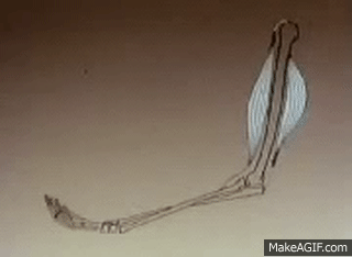 Musculoskeletal System on Make a GIF
