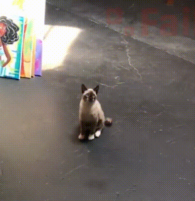 giflounge: Cat like reflexes on Make a GIF