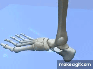 Ankle & Subtalar Joint Motion Function Explained Biomechanic of the ...