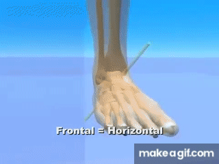 Ankle & Subtalar Joint Motion Function Explained Biomechanic of the ...