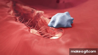 Hemostasia Primária: Ativação e agregação plaquetária on Make a GIF