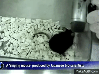 Japan bio-scientists produce 'singing mouse' on Make a GIF