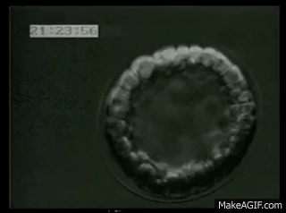 Sea Urchin Embryonic Development (Time Lapse) on Make a GIF