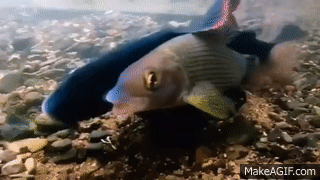Fish on Make a GIF
