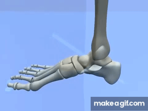 Ankle Subtalar Joint Motion Function Explained Biomechanic Of The