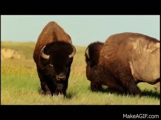 American Bison on Make a GIF