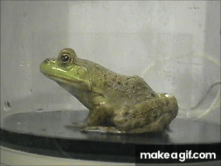 Breathing of amphibia, Bullfrog (1) on Make a GIF