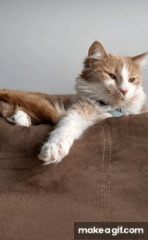 Cat chomp on Make a GIF