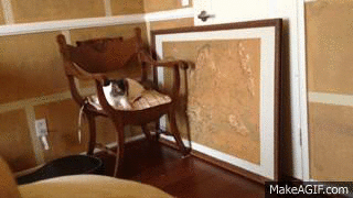 DRAMATIC CAT on Make a GIF