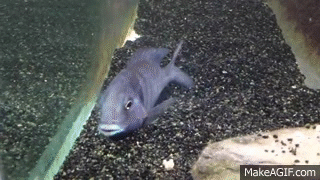 African cichlid fish releasing fry from mouth on Make a GIF